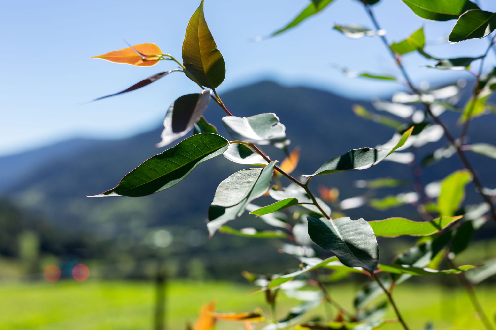 Koala Farmland Fund - Upscale Farmland Funds